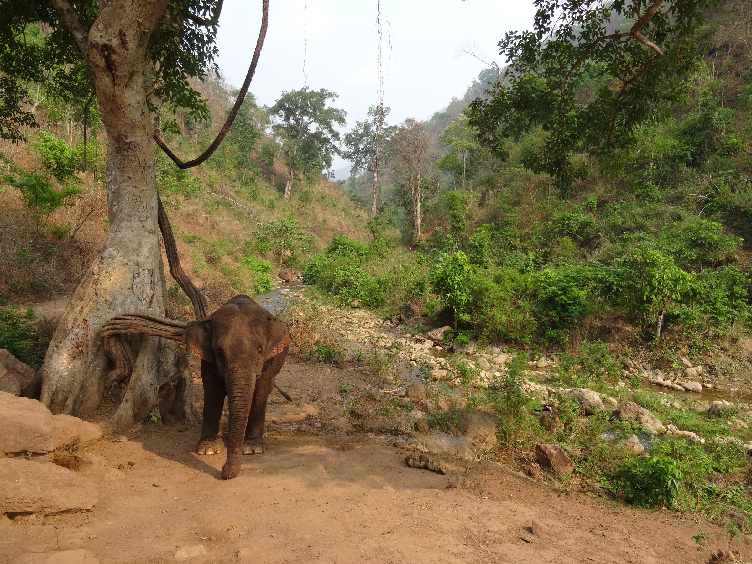 Retired Burmese Elephants | InsideAsia Tours