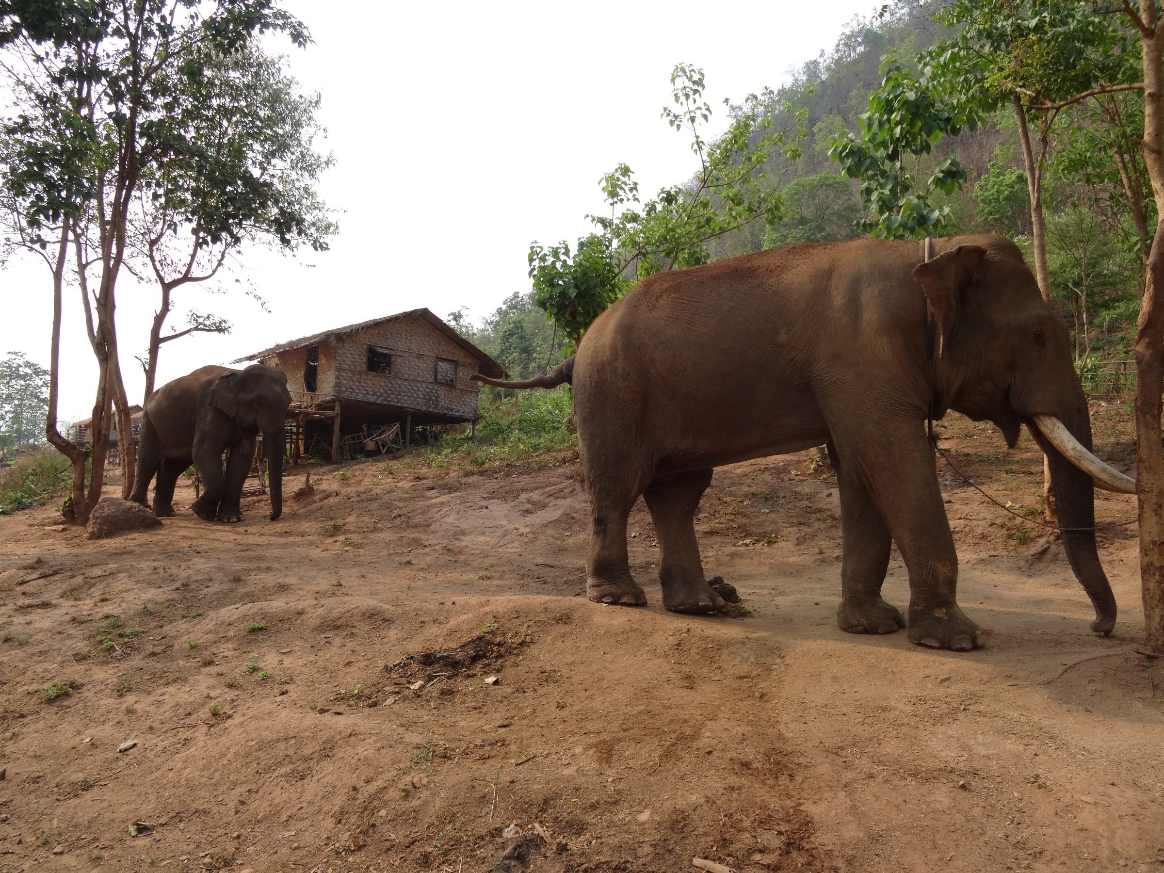 Retired Burmese Elephants | InsideAsia Tours