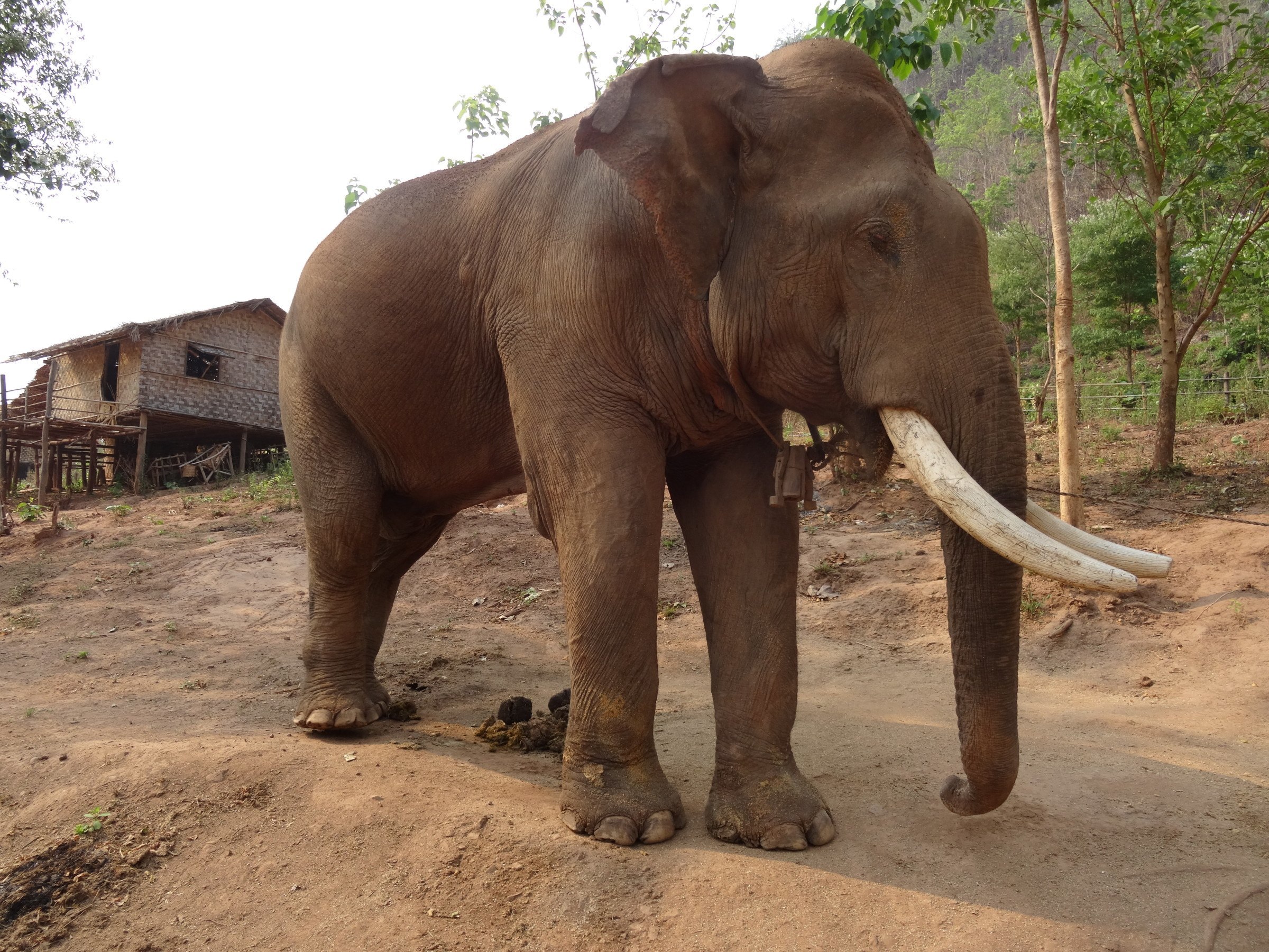 Retired Burmese Elephants | InsideAsia Tours