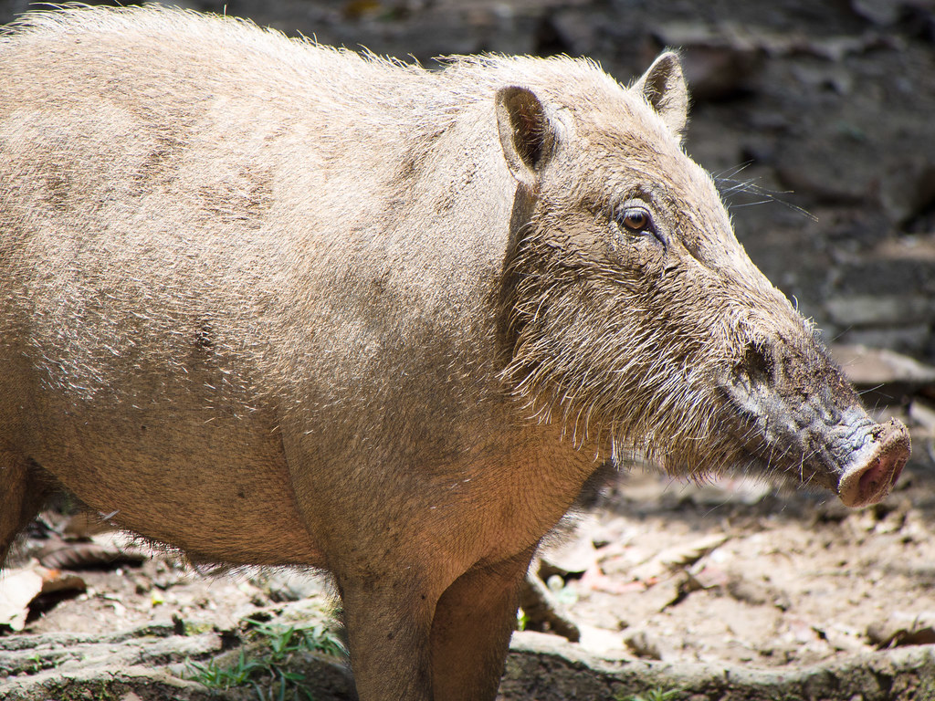 Dangerous animals in Borneo: A brief guide | InsideAsia Tours