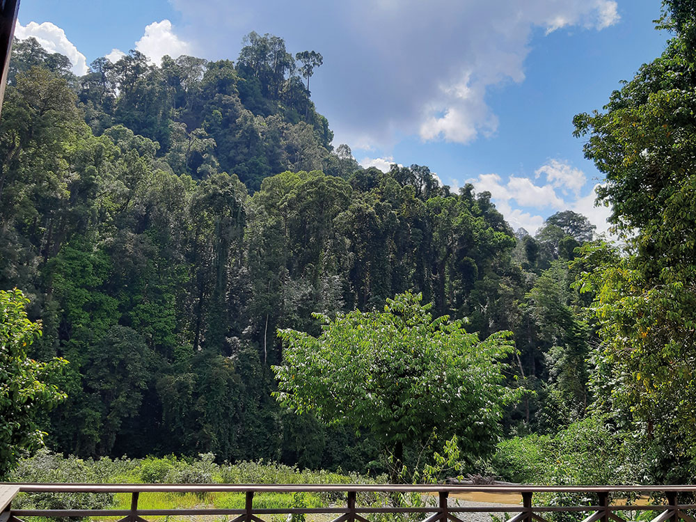 Danum Valley, Borneo: Welcome to one of the last true wildernesses ...
