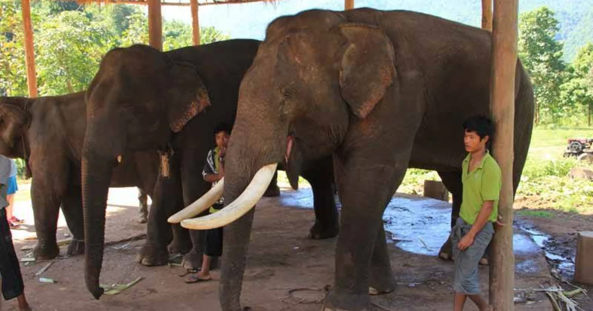 Elephants in Kalaw: A day to remember | US InsideAsia Tours