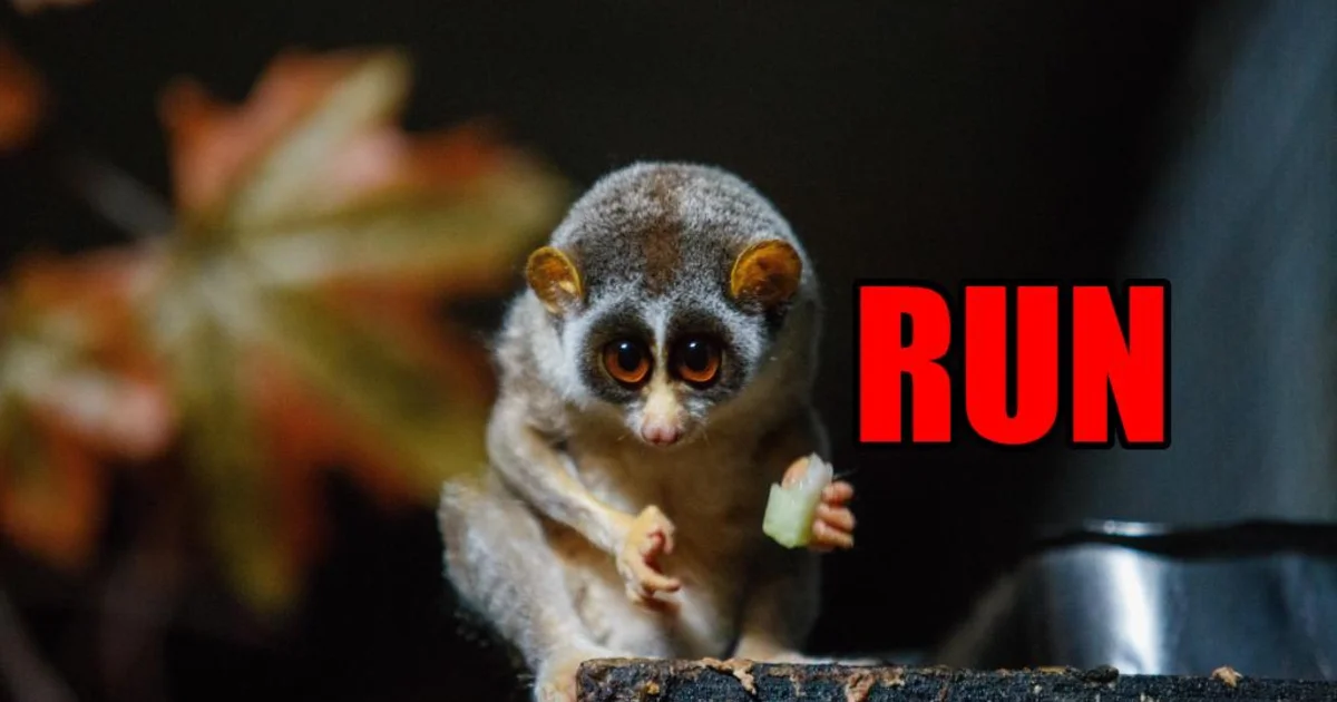 Dangerous animals in Borneo: A brief guide | InsideAsia Tours