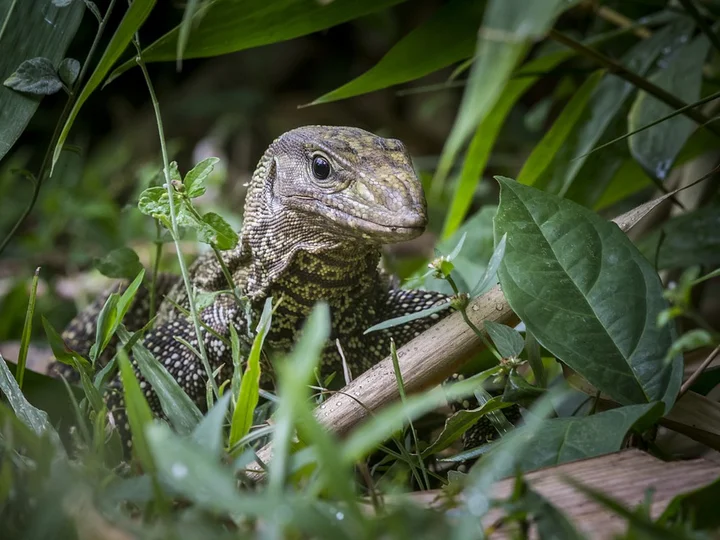 predators in borneo